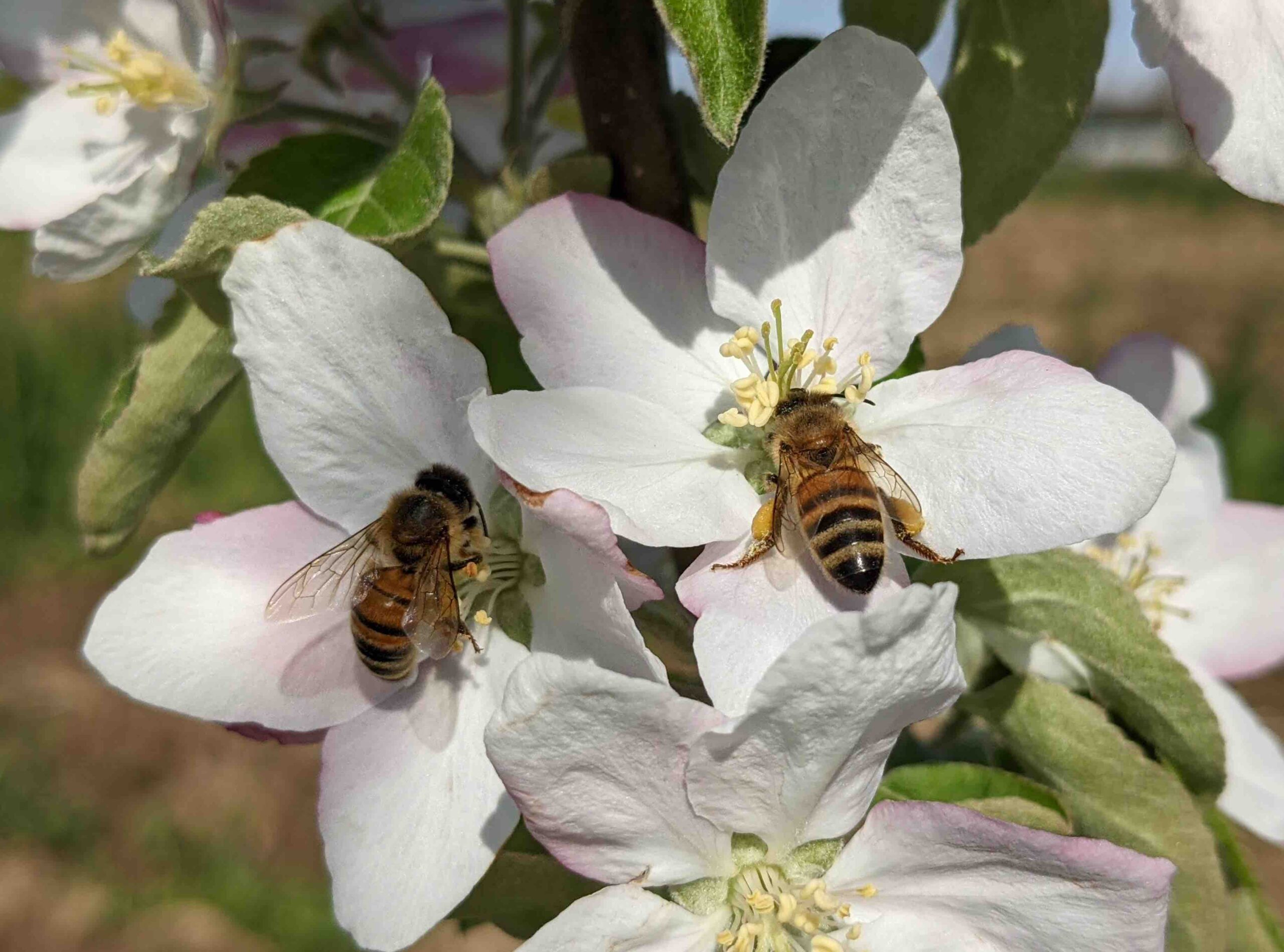 UniPD su frutta e verdura: l'impollinazione naturale è migliore ...
