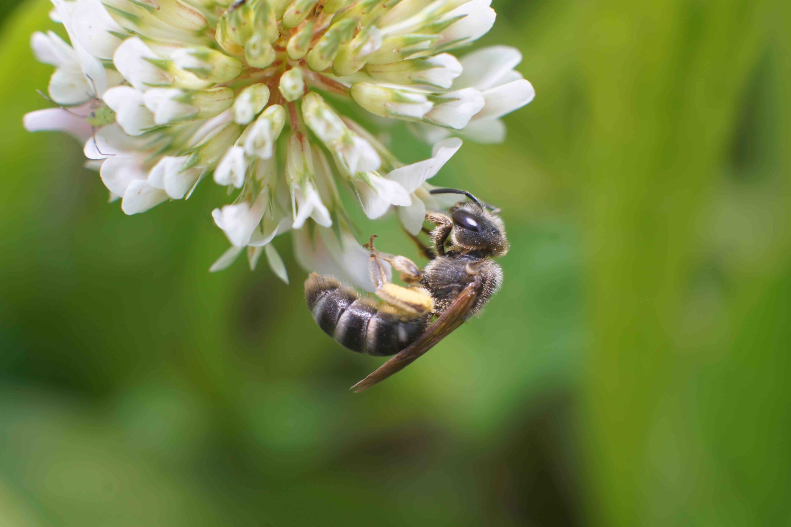 Perché amiamo gli insetti impollinatori? Ce lo spiegano i ricercatori ...